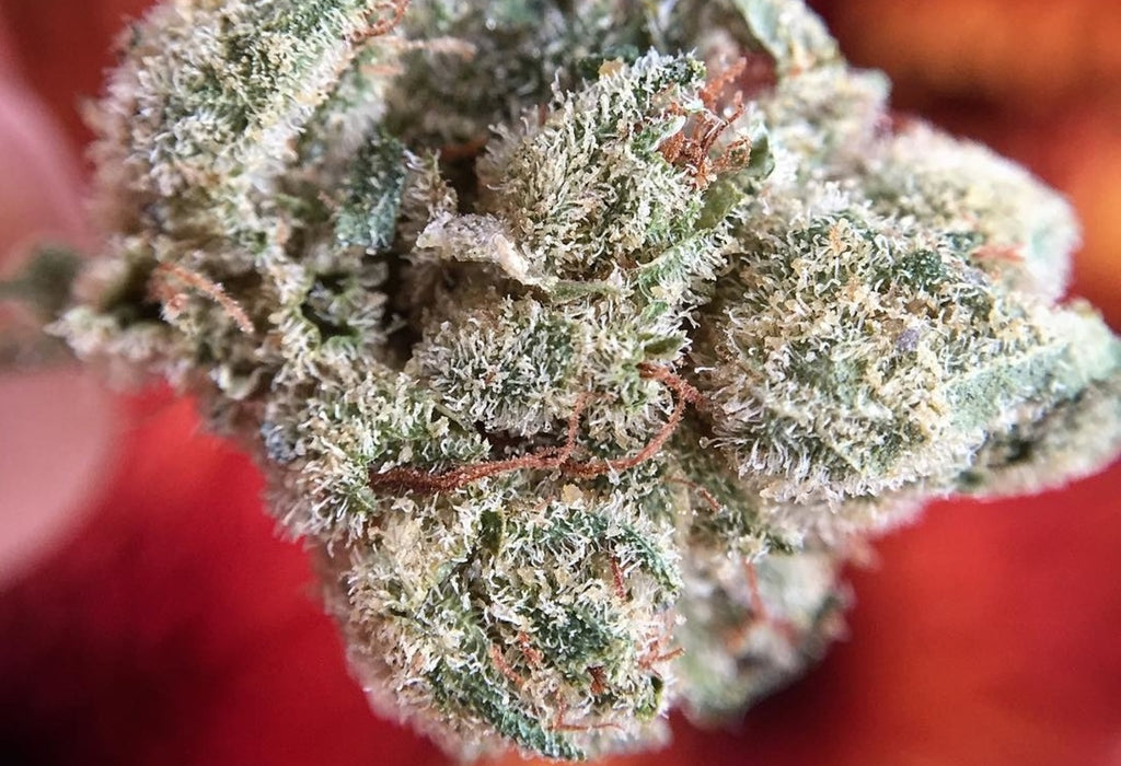 Mob Boss OG Strain | Boss OG Strain