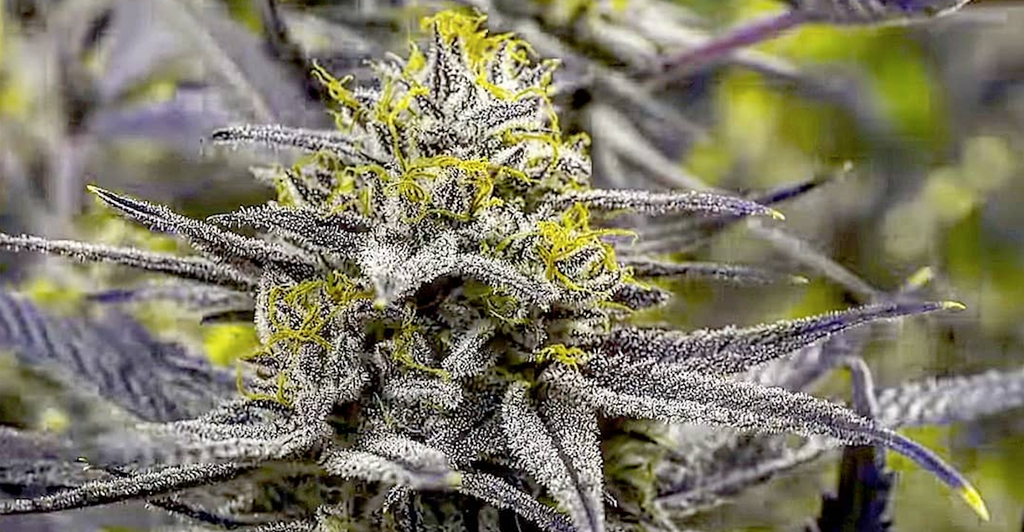 BlackBerry Kush Cannabis Pie Strain