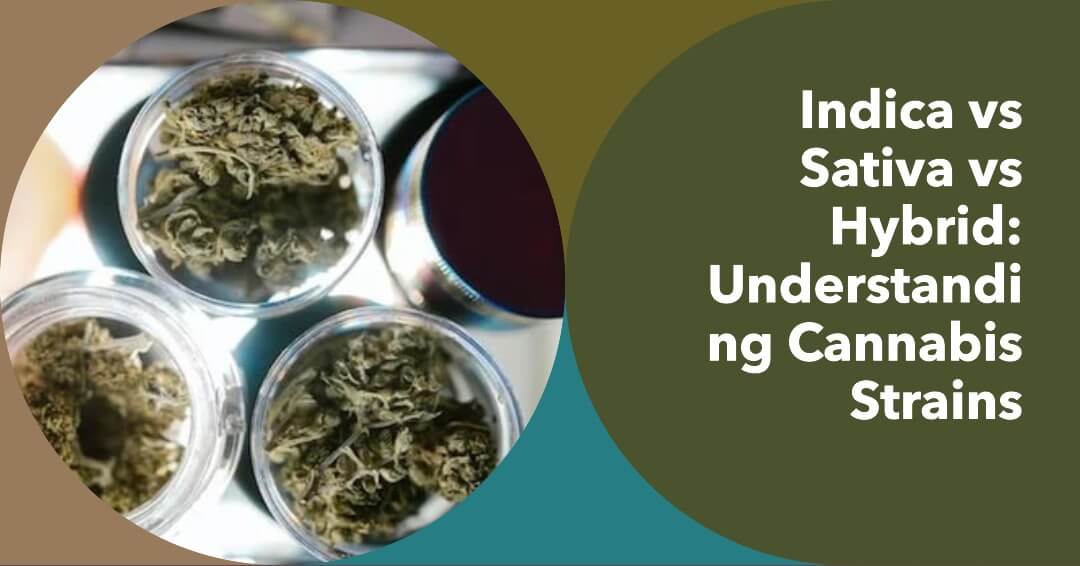 Indica vs Sativa vs Hybrid: Understanding Cannabis Strains