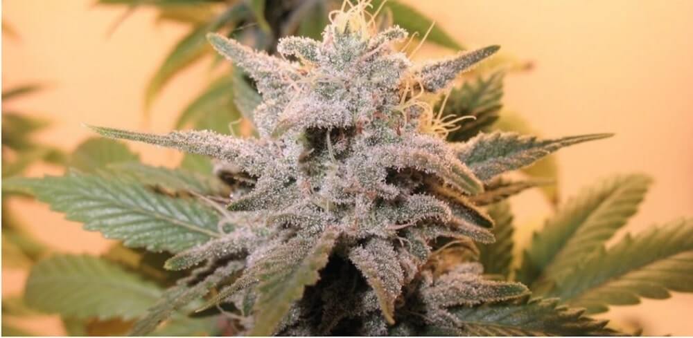 Golden Goat Cannabis Review | Golden Goat Weed Strain