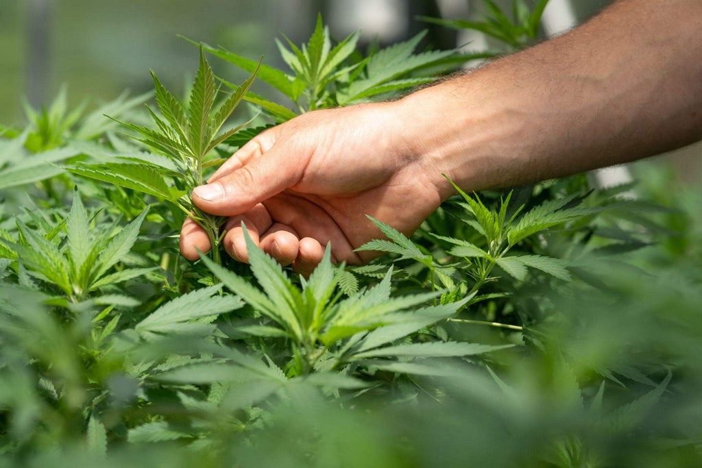 6 Interesting Facts That You Didn't Know About Different Cannabis Stra