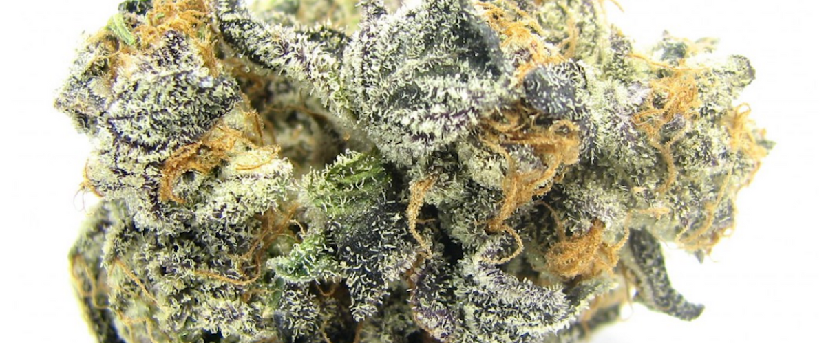 Blue Cookies Cannabis Review | Cookies Weed Strain