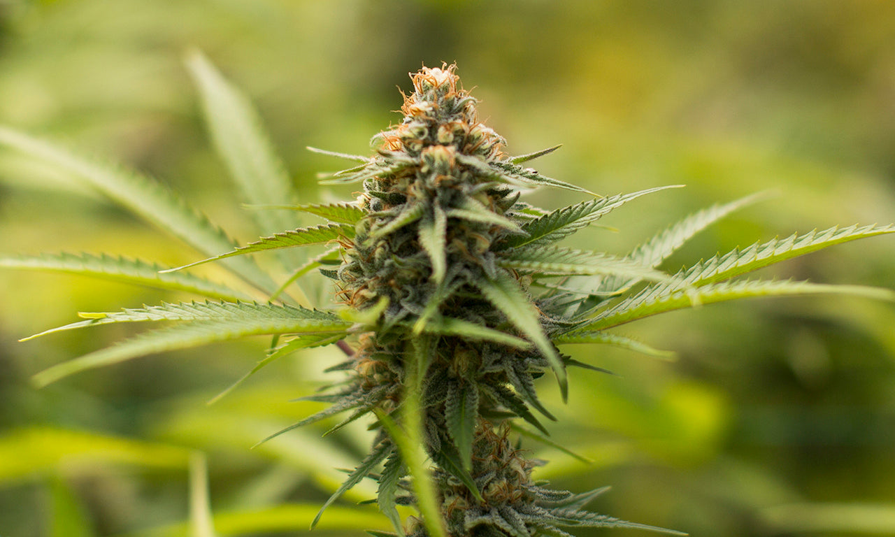 Cherry Pie Cannabis Strain | Cherry Pie Weed