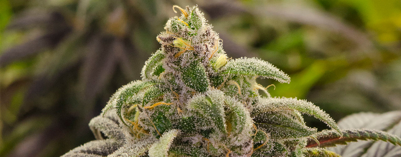 Cinderella 99 Cookies Strain