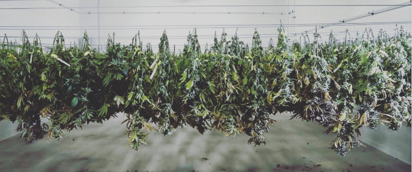 5 Easy Steps to Cure Cannabis | Water Curing Weed