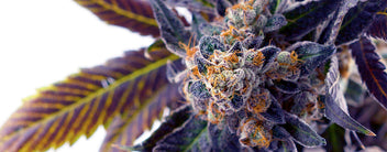 Dosido Strain Review | Do-si Dos Weed Strain