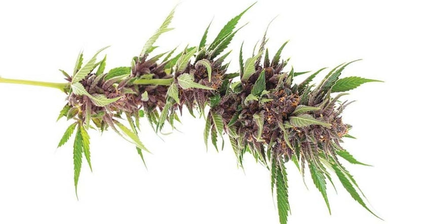 Forbidden Fruit Strain | Forbidden Fruit Strain Indica or Sativa