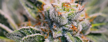 King Louie Xiii Weed Strain
