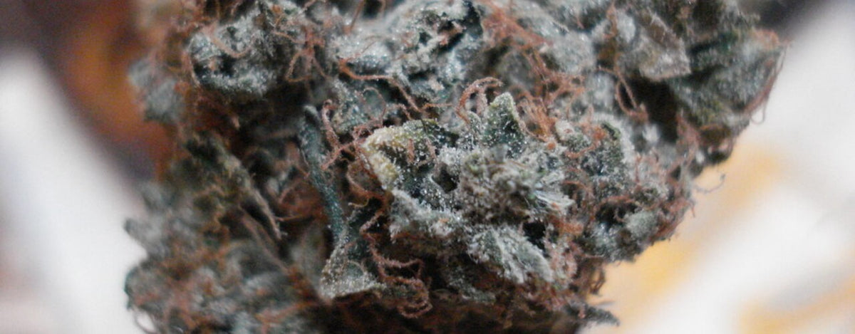 What is Top Shelf Weed And Strain?