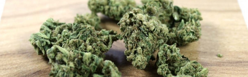 UK Cheese Weed Strain Review