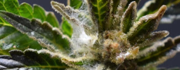 Marijuana Mold | What does Moldy Weed look like?
